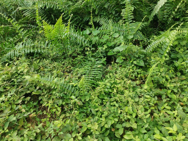 Top View of the Various Wild Green Bushy Overgrown Vegetation Plants ...