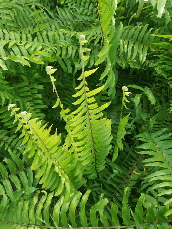 Top View of the Various Wild Green Bushy Overgrown Vegetation Plants ...