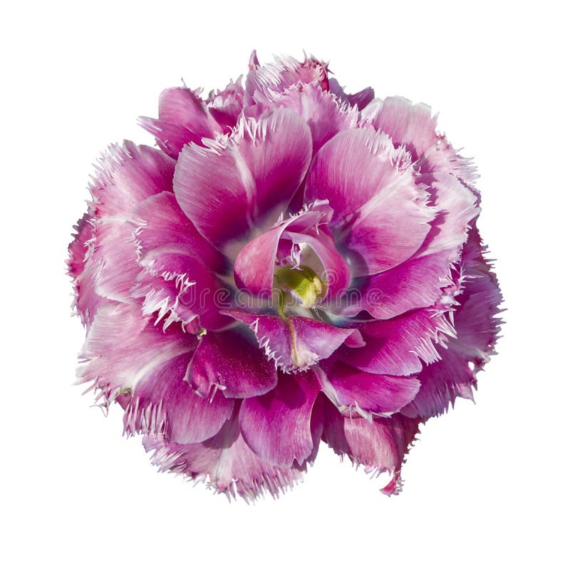 Top View of Velvet Violet Tulip Stock Photo - Image of closeup, holiday ...