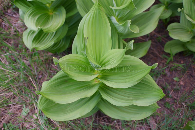 Top View of Veratrum Viride or False Hellebore Stock Image - Image of ...