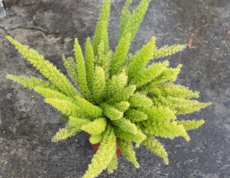 Top View of Vibrant Green Plant in Pot Stock Image - Image of evergreen ...