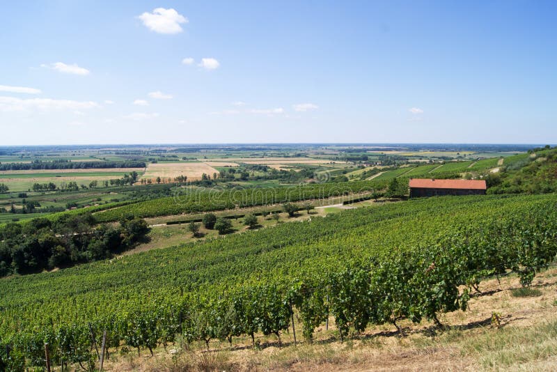 Top view of the vineyard stock image. Image of landscape - 179615709
