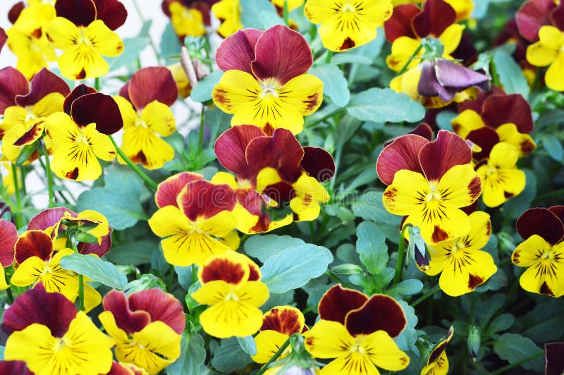 Viola Flowers in the Garden Stock Photo - Image of viola, bright: 136198974