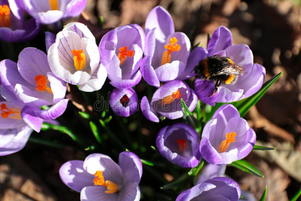 Top View of Violet Crocuses Stock Photo - Image of leaves, flower ...