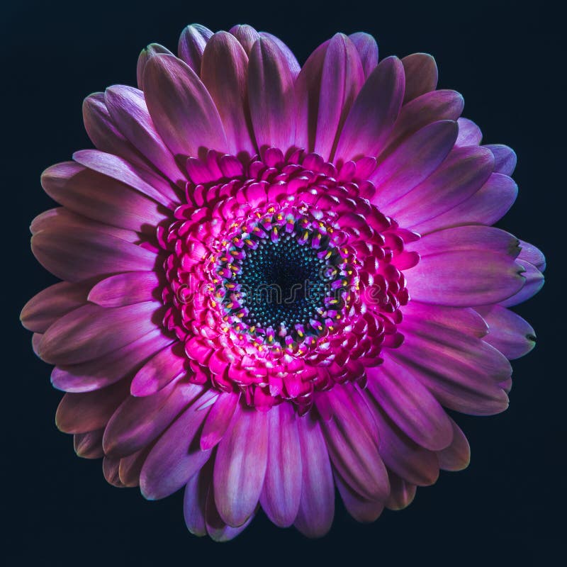Top View of Violet Gerbera Flower, Stock Image - Image of details ...