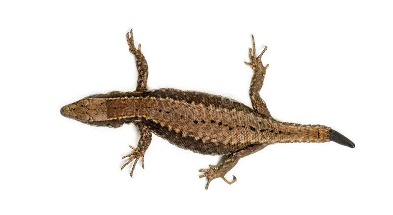 Top View of a Wall Lizard with Its Tail Cut Stock Photo - Image of ...