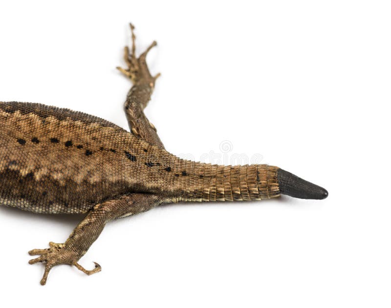 Top View of a Wall Lizard with Its Tail Cut Stock Image - Image of ...
