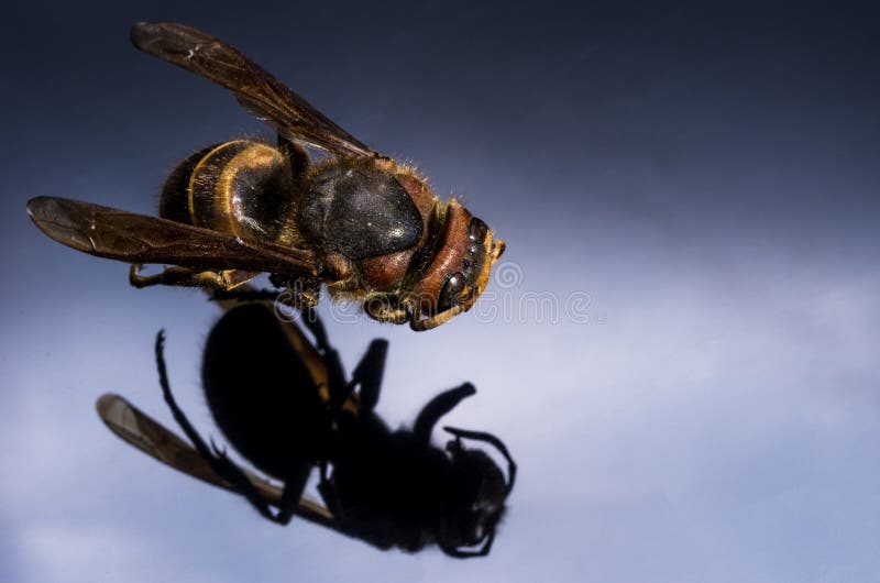 Insect reflection stock image. Image of view, indoors - 30183165