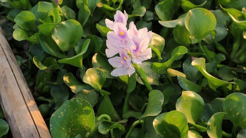 Water hyacinth in bloom stock image. Image of nature - 379561771