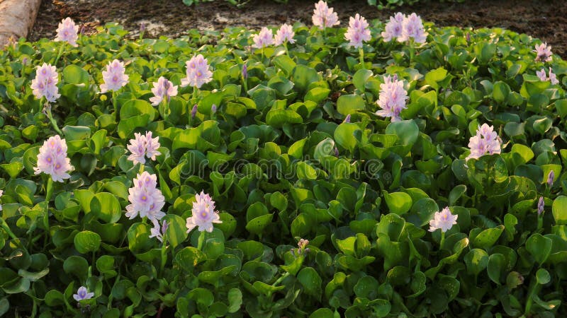 Top View Water Hyacinth Focus Selective Stock Photos - Free & Royalty ...