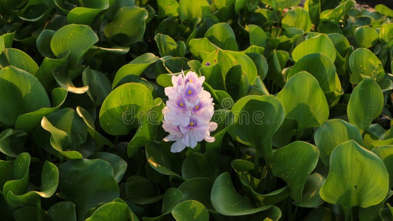 Water hyacinth in bloom stock image. Image of beauty - 379561855