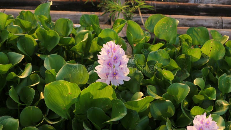 Water hyacinth in bloom stock image. Image of abstract - 379561873
