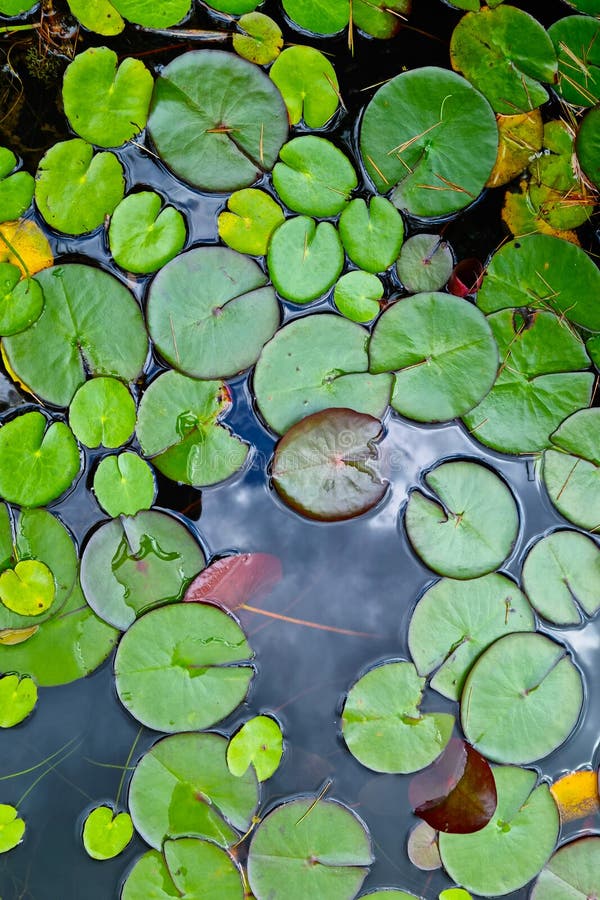 Top View of the Water Lilies on the Lake or Pond. Stock Photo - Image ...