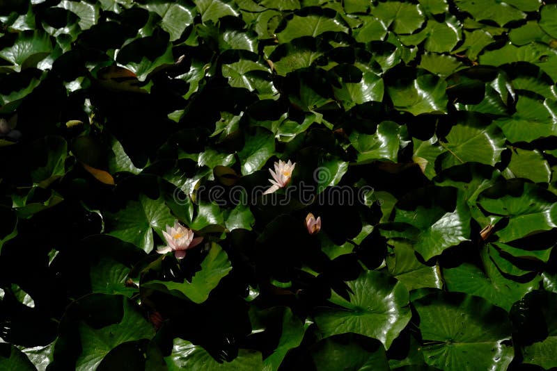Top View of Water Lilies with White Flowers in a Pond Stock Photo ...