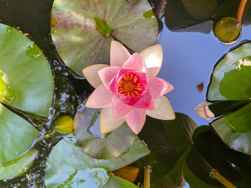 Top View of Water Lily on the Water Surface. Stock Image - Image of ...
