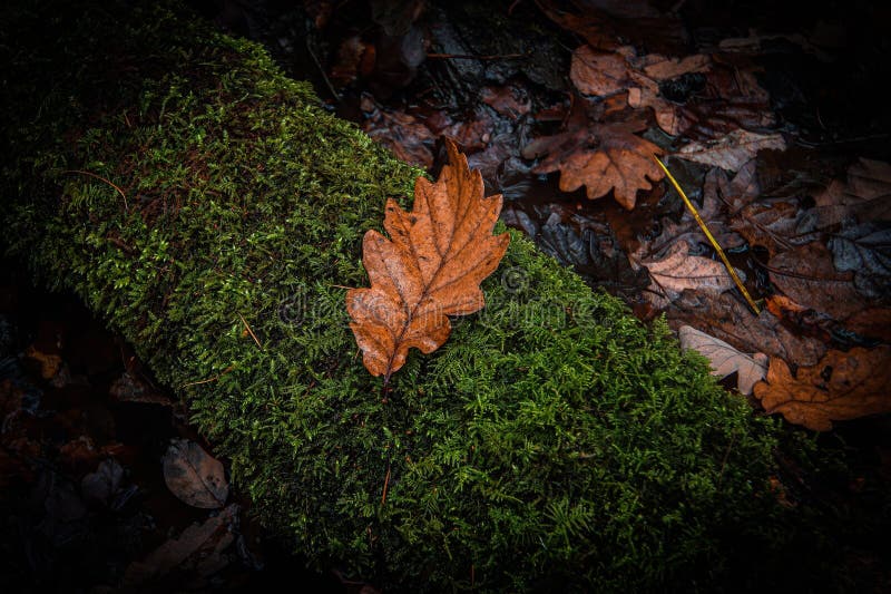 Top View of Wet Fallen Oak Leaf on Green Mossy Log in the Forest Stock ...