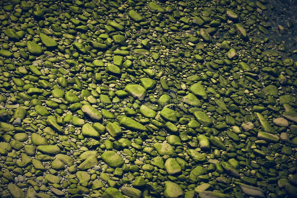 Top View of Wet Green Pebbles on the Shore Stock Photo - Image of view ...