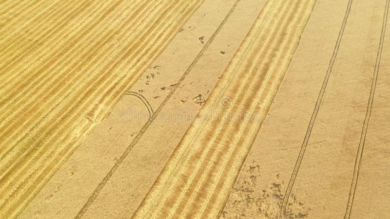 Top View of a Wheat Field Destroyed by a Thunderstorm. Stock Footage ...