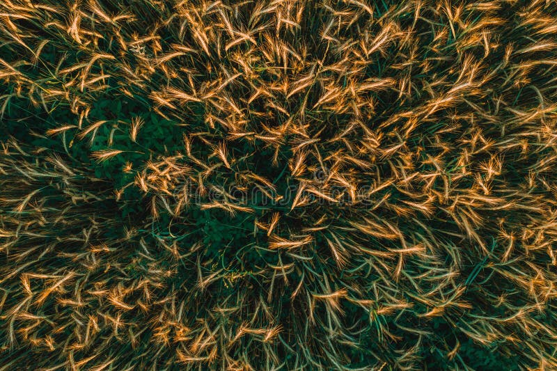 Top View of Wheat Field, Fast Flight Over Field in Countryside, Private ...