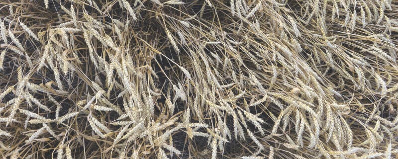 Top View Wheat Field with. Rich Harvest Concept Stock Image - Image of ...