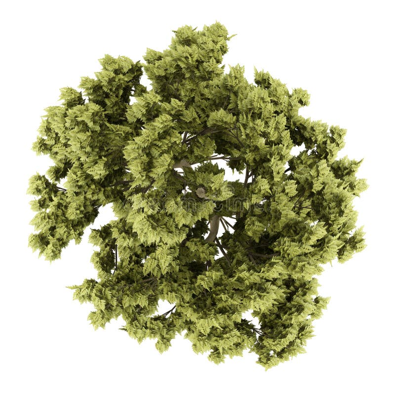 Top View of White Ash Tree Isolated on White Stock Illustration ...