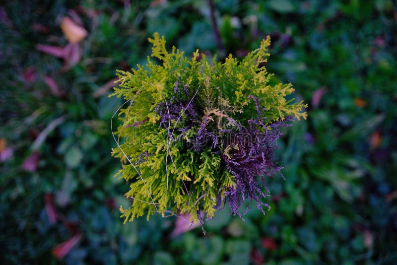 Top View of White-cedar (Thuja Occidentalis) in a Park Stock Image ...