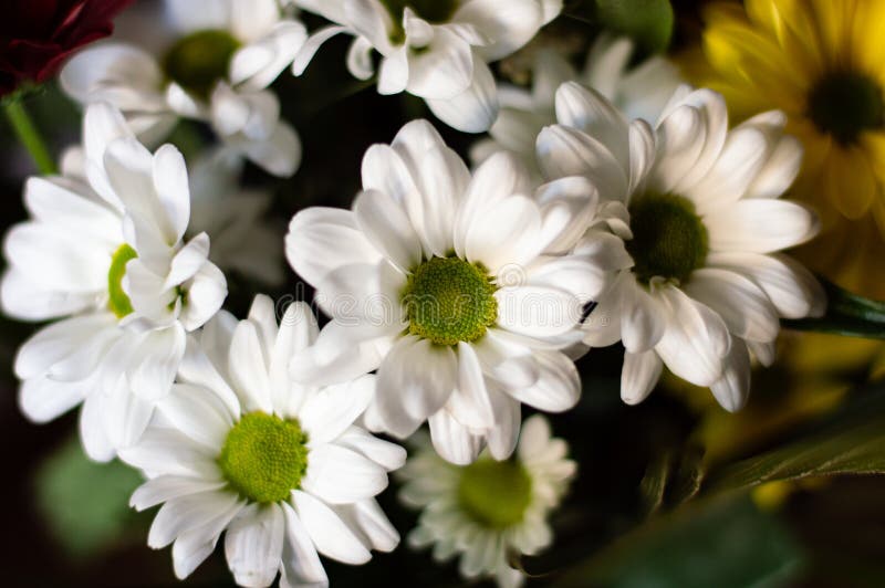 Top View of White Daisy Flower Bouquet Stock Image - Image of daisies ...