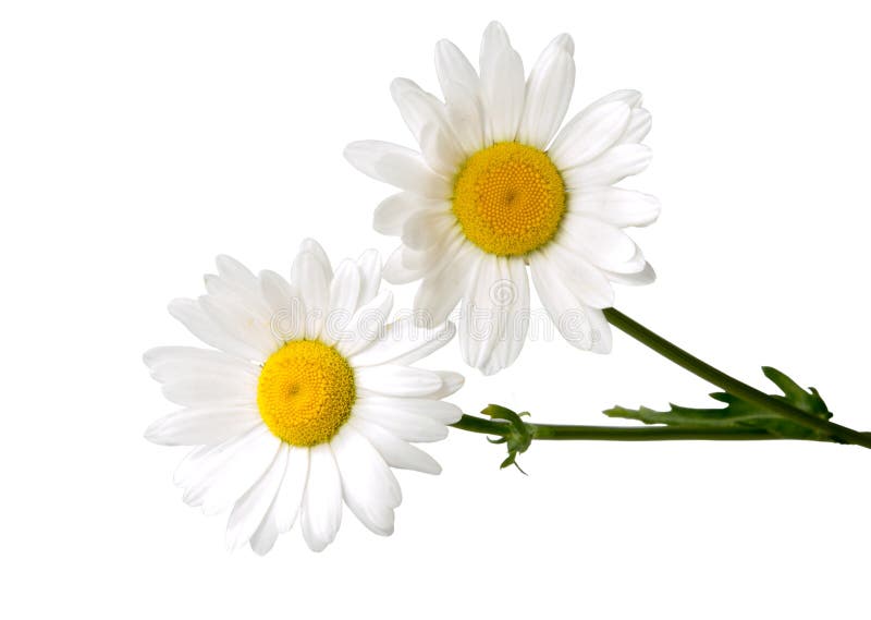 Top View of a White Daisy Isolated on a White Stock Photo - Image of ...