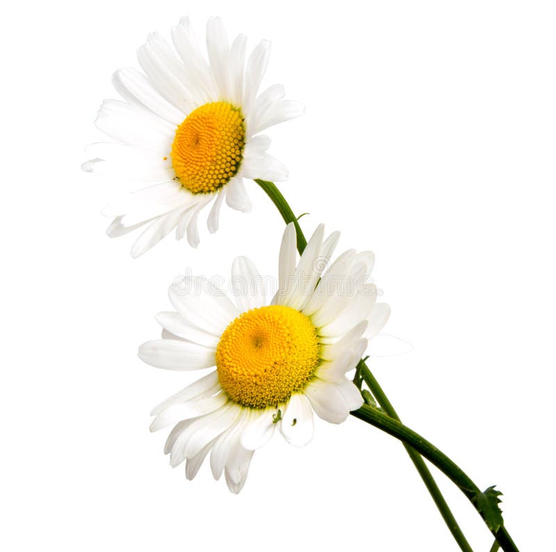 Top View of a White Daisy Isolated on a White Stock Photo - Image of ...