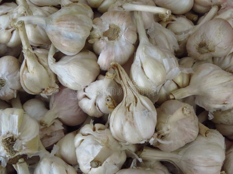 Top View of White Garlic in a Bunch Stock Photo - Image of vegetable ...