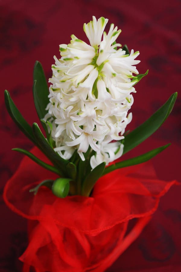 Top view of white hyacinth stock image. Image of beauty - 251218255