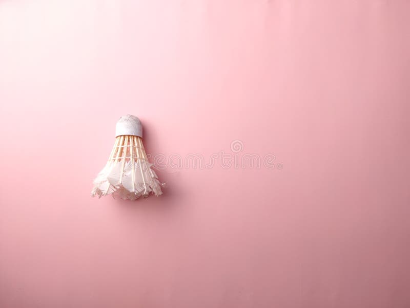 Top View White Shuttercock on a Pink Background Stock Image - Image of ...