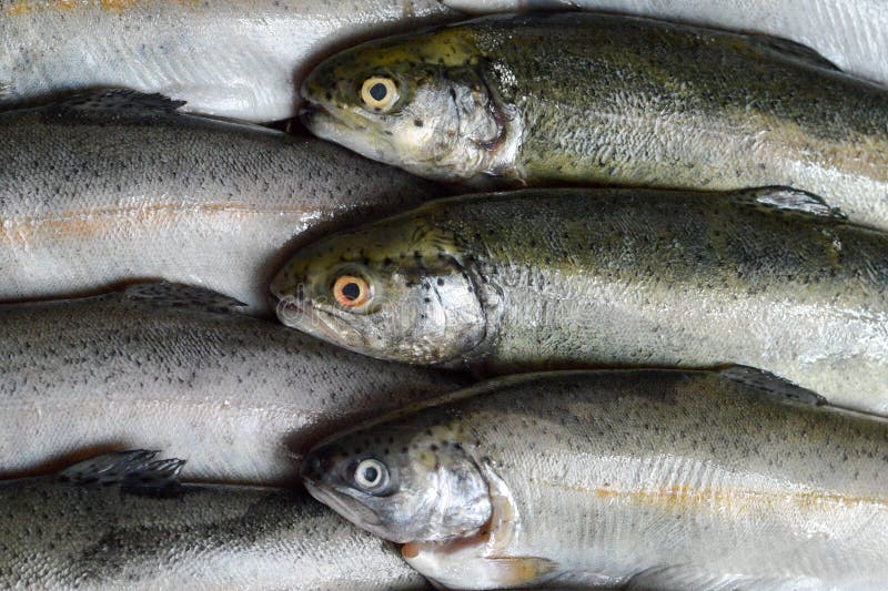 Whole fresh trout fish stock photo. Image of seafood - 149748638