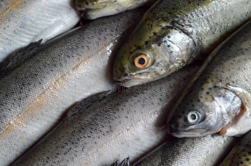 Whole fresh trout fish stock image. Image of fresh, cooking - 149748669