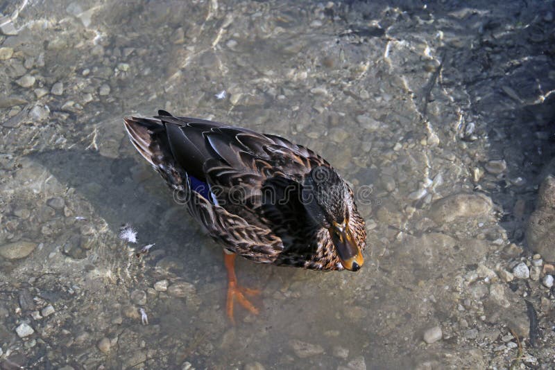 Top View of a Wild Duck Standing in the Water Stock Image - Image of ...
