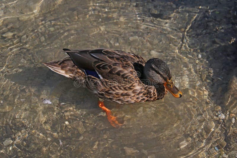 Top View of a Wild Duck in the Water Stock Photo - Image of summer ...