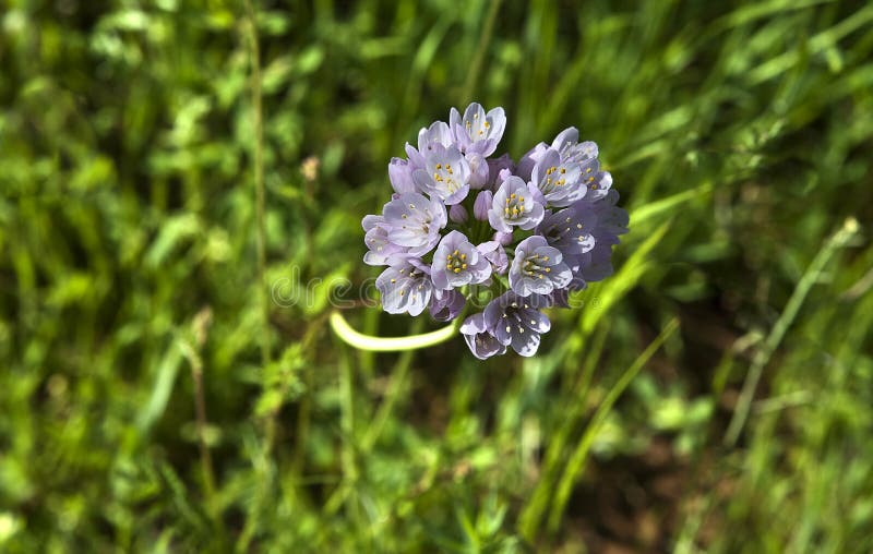 Top view stock photo. Image of healthy, green, cistus - 46638556