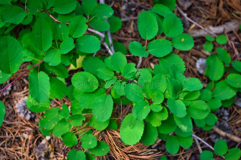 Top View of Wild Green Plants on a Forest Ground Stock Image - Image of ...