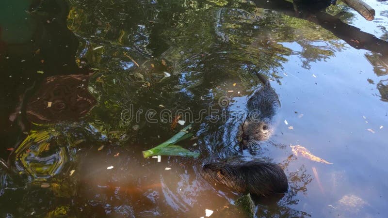 Top View of Wild Otters, Nutria in the Pond Stock Image - Image of ...