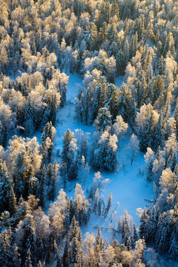 Aerial View from Above of Winter Forest Covered in Snow. Pine Tree and ...