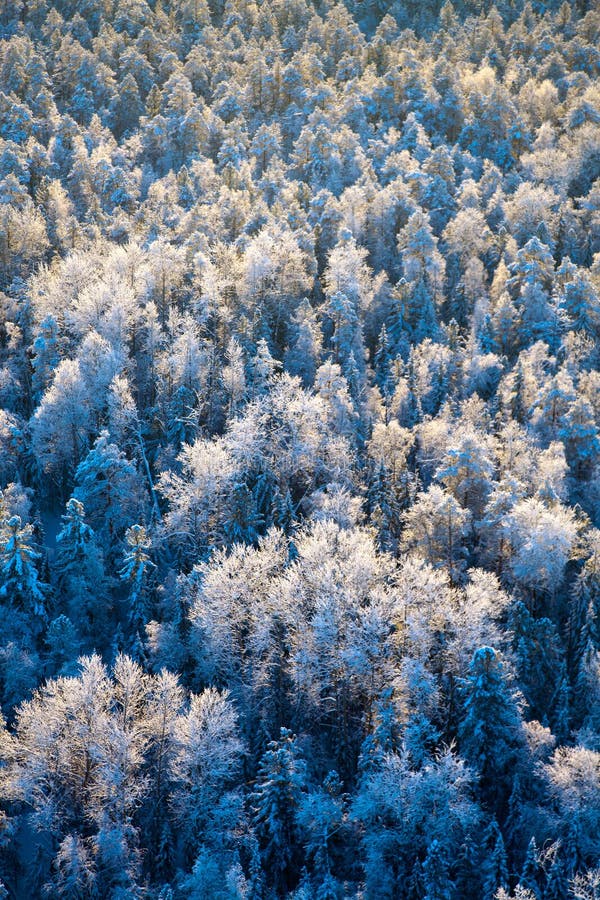 Top view of winter forest stock photo. Image of view - 30731306