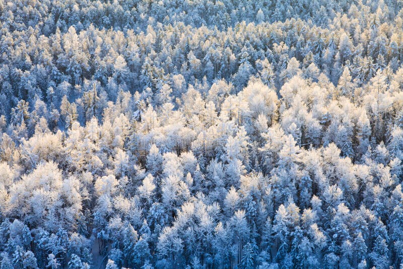 Top view of winter forest stock image. Image of bright - 23933465