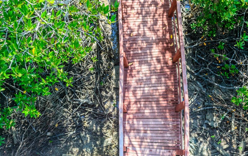 Top View Wood Bridge in the Mangrove Forest Stock Photo - Image of view ...