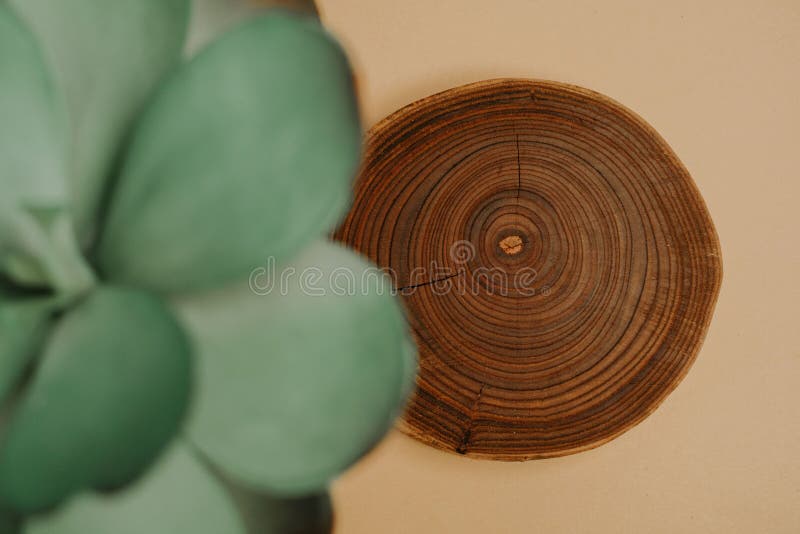 Top View of a Wooden Slice As Copy Space for a Product Stock Photo ... Top View of a Wooden Slice As Copy Space for a Product Stock Photo ...