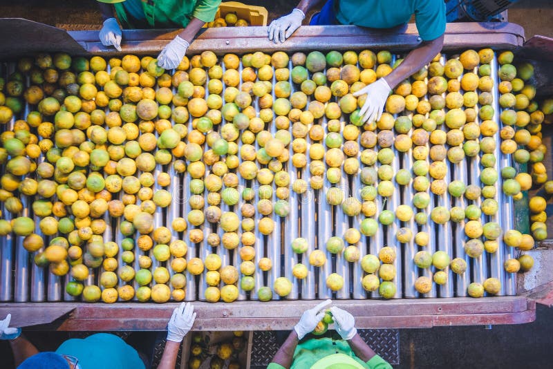 Top View of Workers Sorting Out Oranges at a Fruit Processing Plant ...