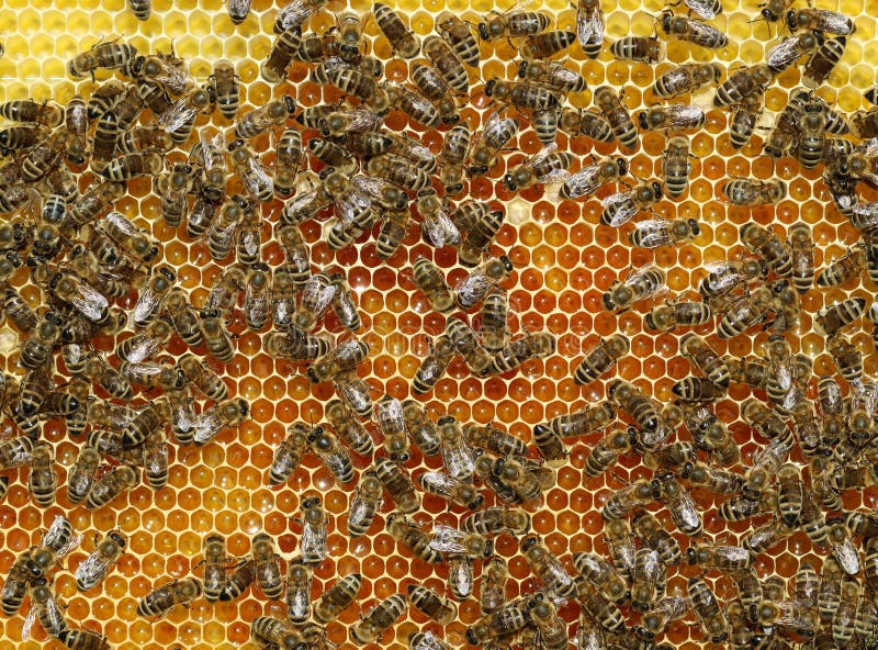 Two Bees Top View Close Up Isolated on White Stock Image - Image of ...