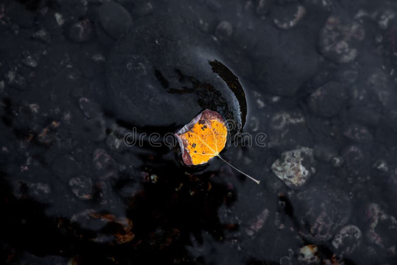 Top View of Yellow Aspen Tree Leaf Fallen into the Black Puddle Stock ...