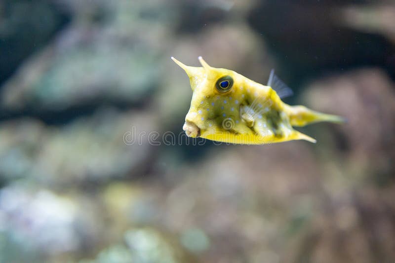 Top View of Yellow Boxfish, Focus Selective Stock Photo - Image of ...