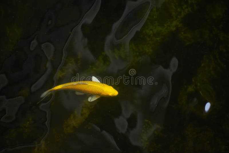 Top View of Yellow Carp Fish in the Pond Stock Image - Image of ...