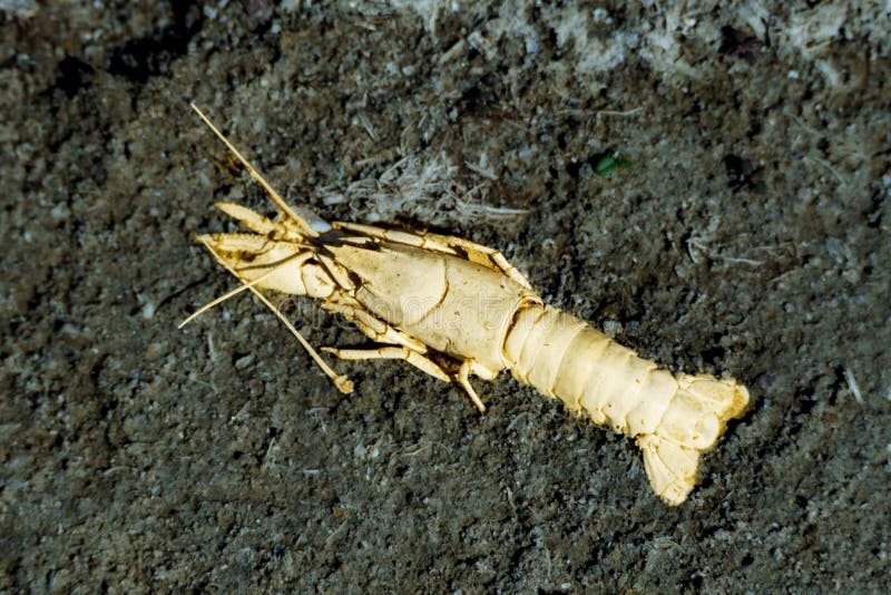 Top View of a Yellow Crayfish on Rough Dirt Ground Stock Photo - Image ...